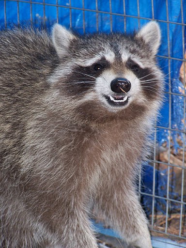 The Laughing Raccoon: Why The Laughing Raccoon??