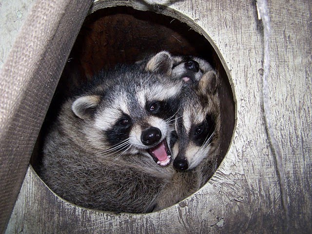 The Laughing Raccoon: Why The Laughing Raccoon??