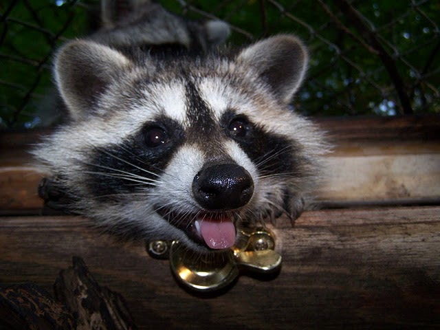 The Laughing Raccoon: Why The Laughing Raccoon??
