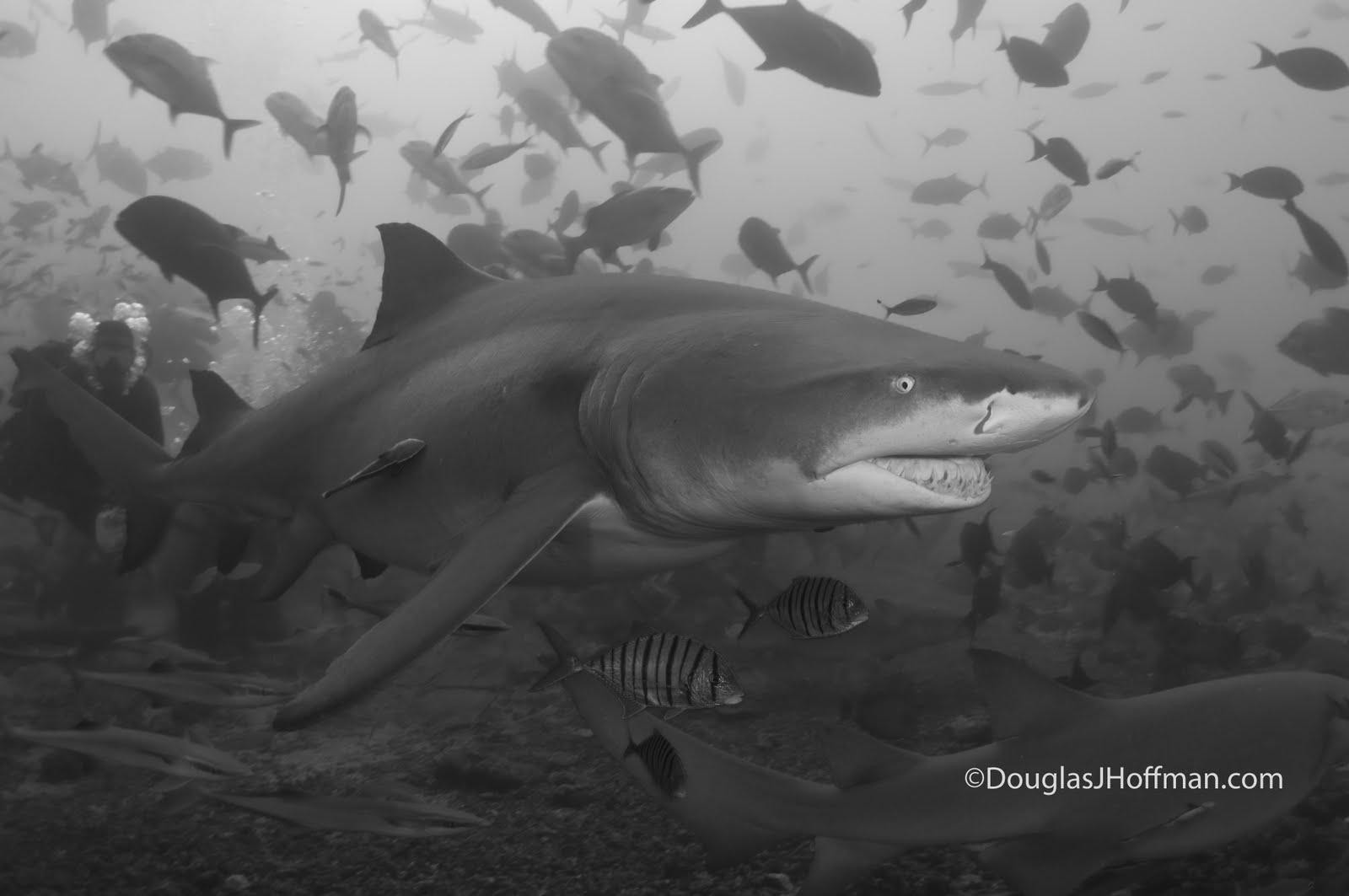 Douglas J Hoffman Photography: Lemon Shark