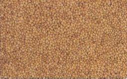 AVES ORNAMENTAIS: 9 de out. de 2010