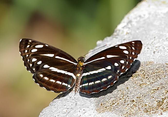 Differentiation of Neptis clinia and Neptis nata