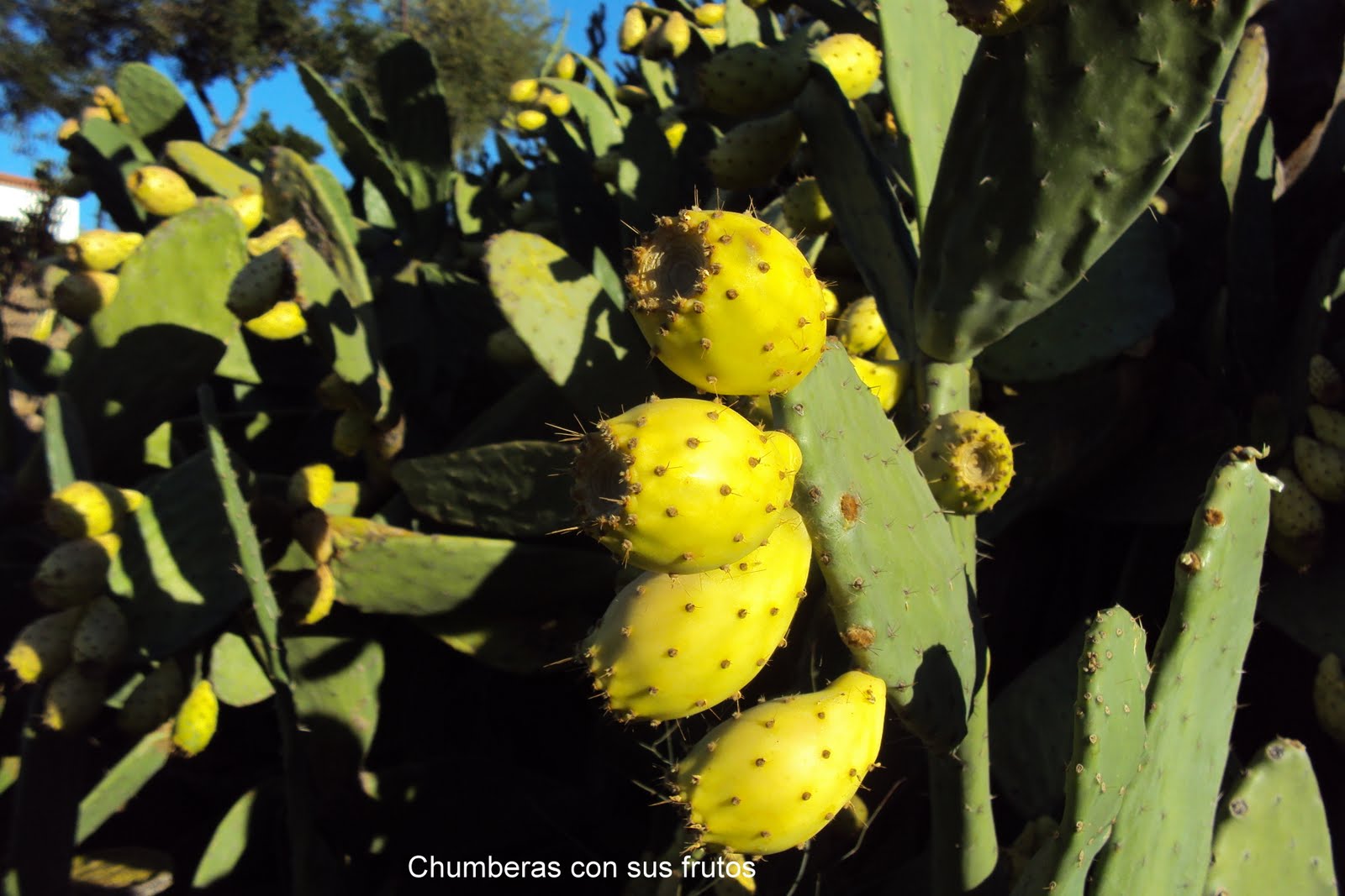 Las cosas de mi pueblo (Encinasola): LAS CHUMBERAS