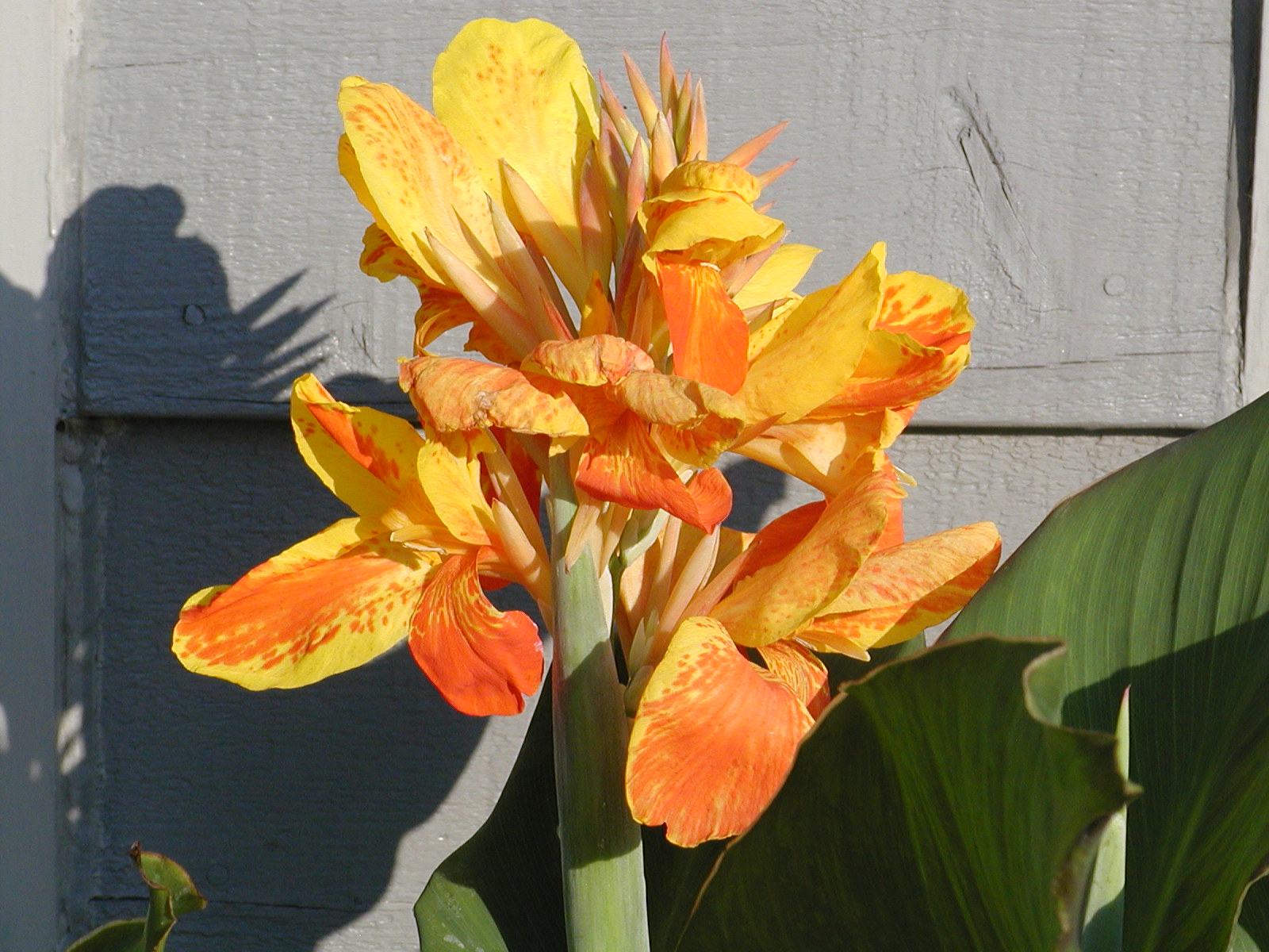 Gene's Garden: Canna's and Calla's