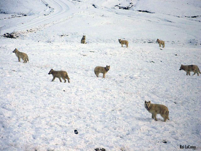 Wolves of the High Arctic – Research on the Arctic Wolves of Ellesmere ...