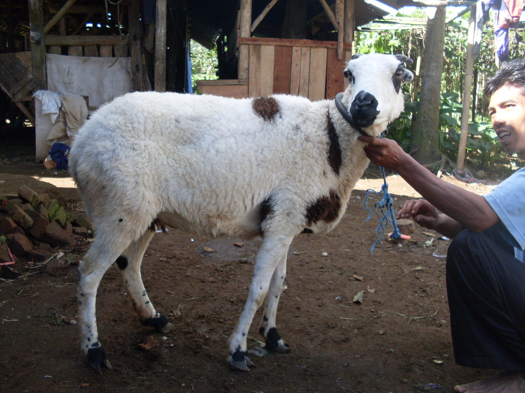 Kambing Sapi Domba: Investasi Domba Garut