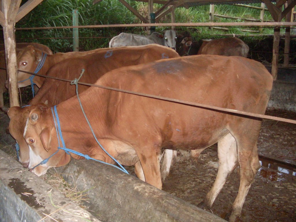 Kambing Sapi Domba: Sapi Bakalan Siap Jual