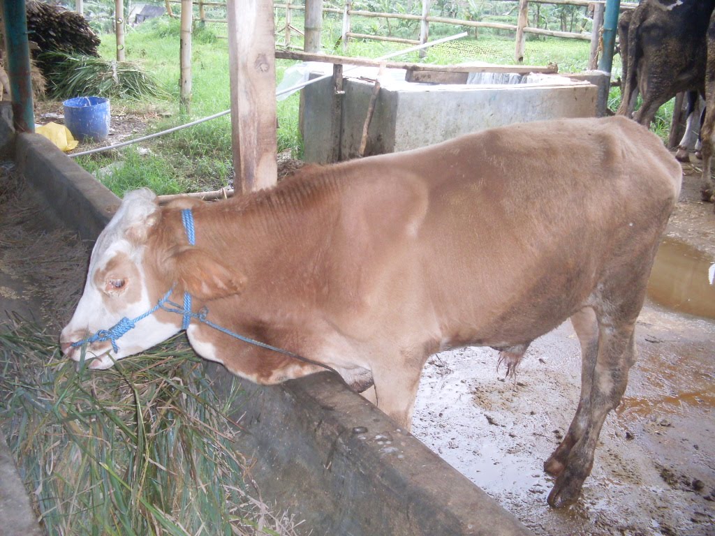 Kambing Sapi Domba: Sapi Bakalan Siap Jual