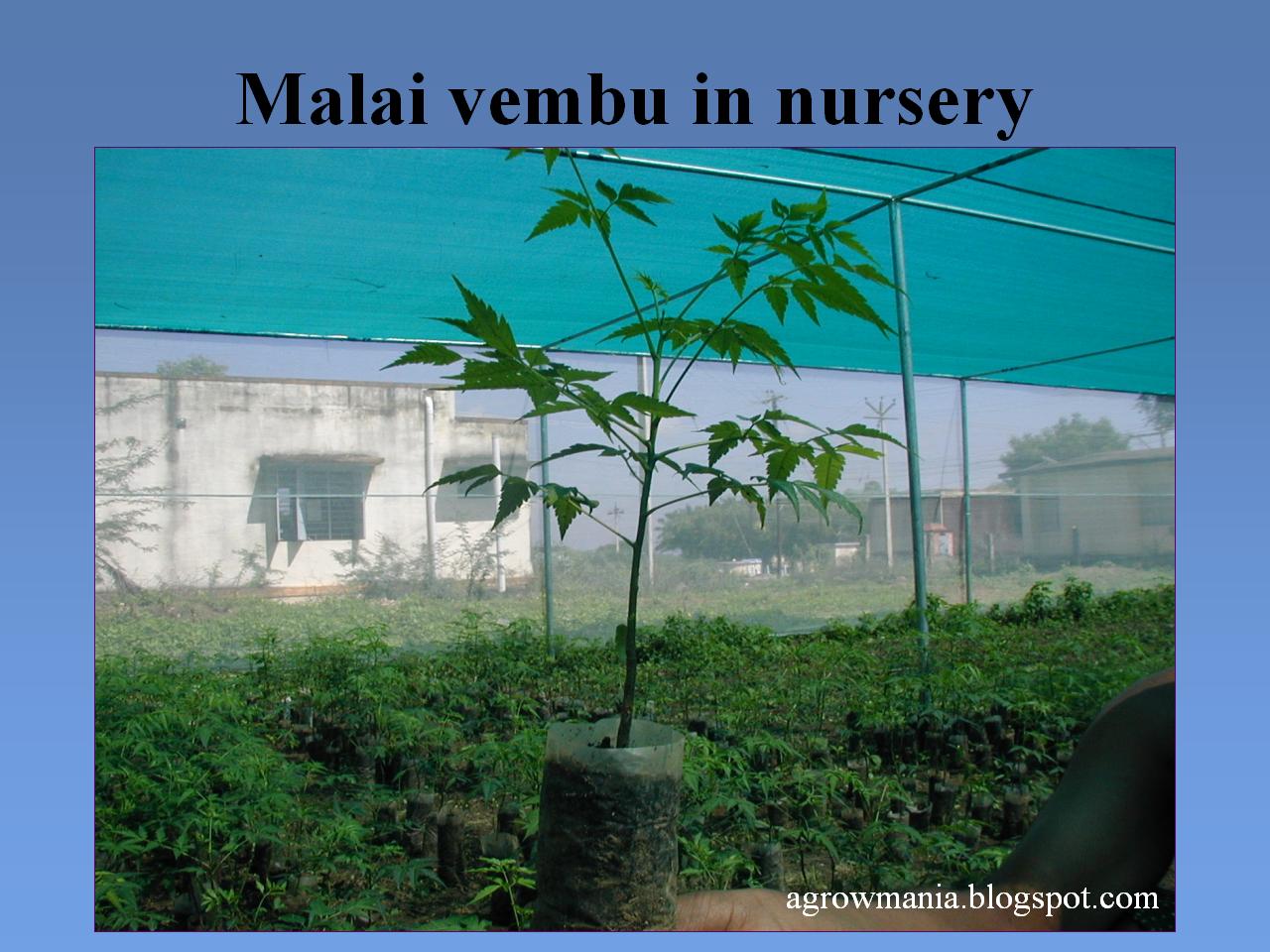 Agroforestry - A blog on Agrihortisilviculture: Melia dubia (Malai ...