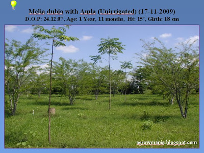 Agroforestry - A blog on Agrihortisilviculture: 2009