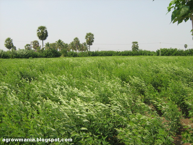 Agroforestry - A blog on Agrihortisilviculture: Pigeon pea (Red gram ...