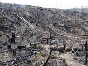 Hijau: KERUSAKAN HUTAN DI INDONESIA MENEMPATI RANKING KE "2" DI DUNIA
