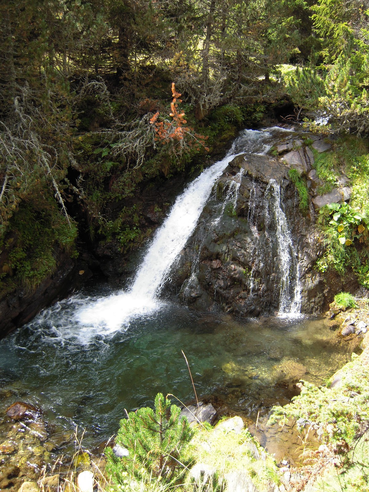 Le Blog "PYRENEES et NATURE" de Benjamin JOFFRE: La flore de la haute ...
