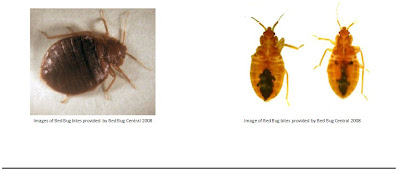 Springer Professional Home Services: Bed Bugs