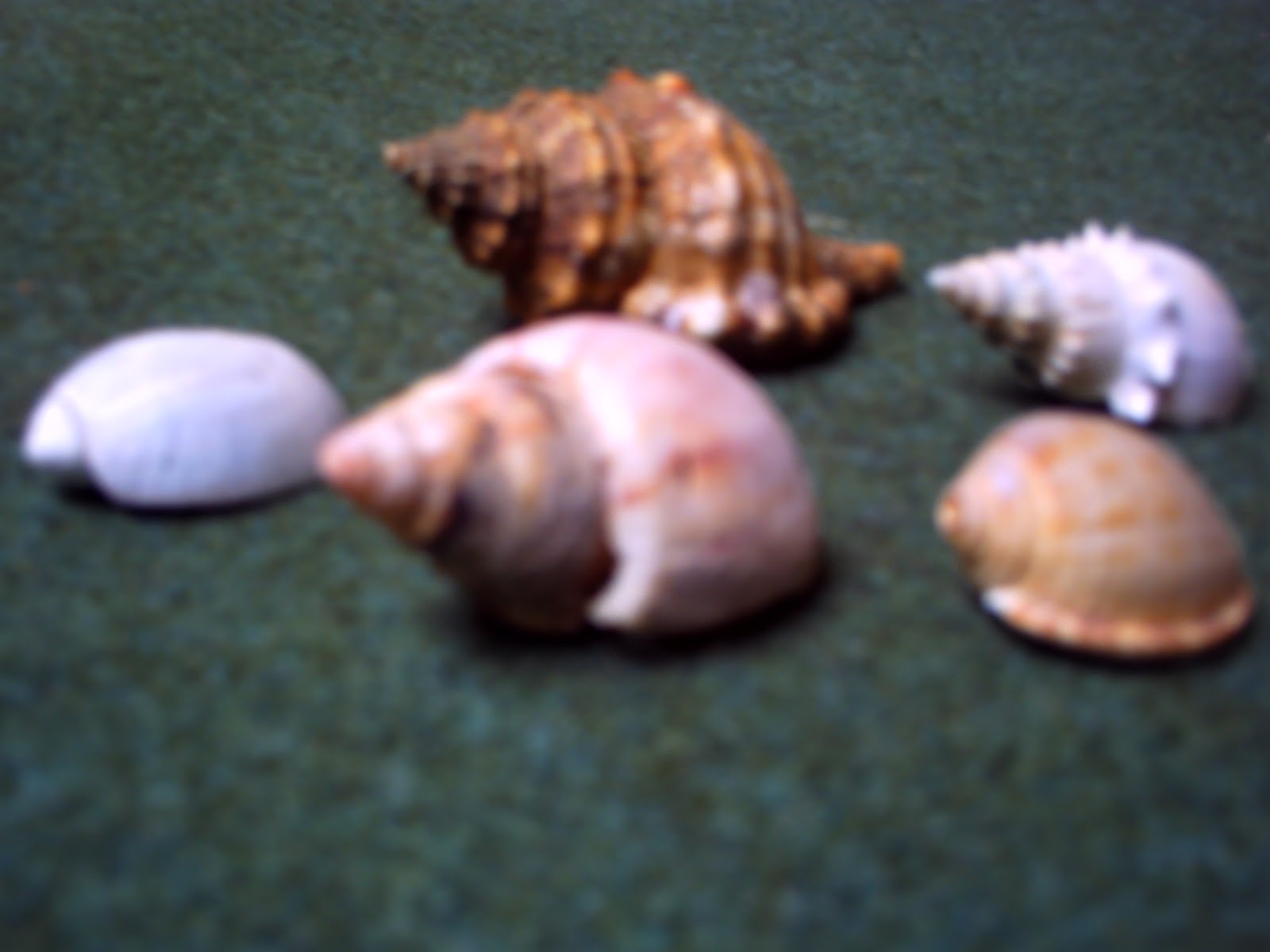 SURPRESAS DO MAR: Conchinhas do mar