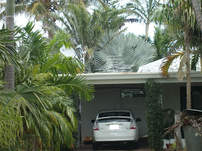 Palm Tree Pictures: Bismarckia nobilis , Silver Bismarck Palm