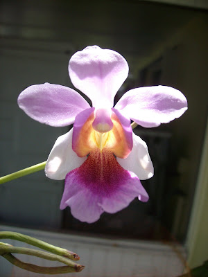 Another Yard in Fort Pierce: Vanda terete , Papilionanthe Miss Joaquim