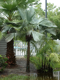 Another Yard in Fort Pierce: The Secret Palm Tree Garden! Part 1 ...