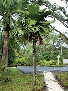 Another Yard in Fort Pierce: The Secret Palm Tree Garden! Part 1 ...