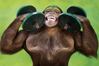 The Mind Of A Genius: Brolic Gorillas