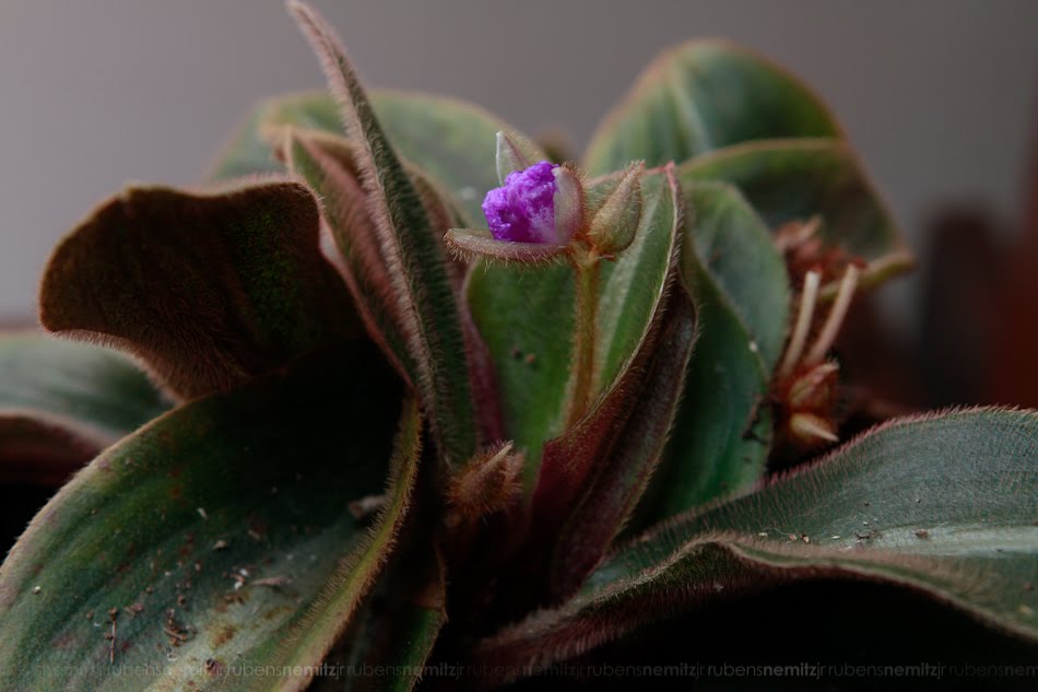 Perfil da Planta - Orquídeas, Histórias e Plantas Notáveis: Siderasis ...