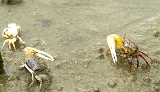 All About Aquarium Fish: Keeping Fiddler Crab