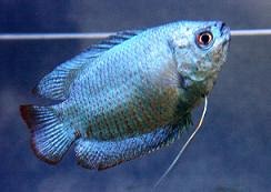 Silver Gourami
