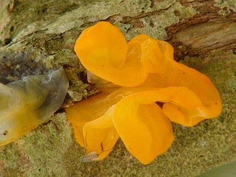 Ao noroeste do Noroeste...: Dos fungos, do fungar.