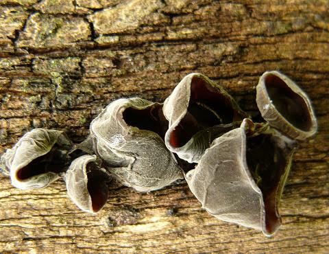 Ao noroeste do Noroeste...: Dos fungos, do fungar.