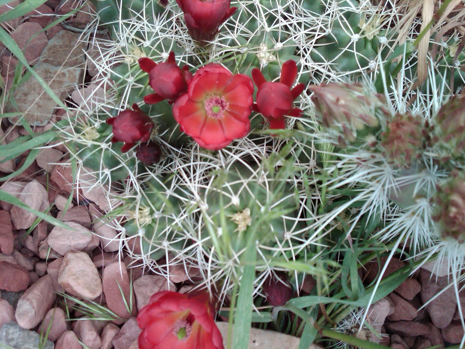 Cactus and Yucca Rebel: Cold Hardy Cacti