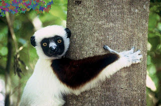 Avahi Woolly Lemurs - WEBlogs21 Education: One New Idea Every Day