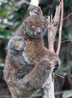 Avahi Woolly Lemurs - WEBlogs21 Education: One New Idea Every Day