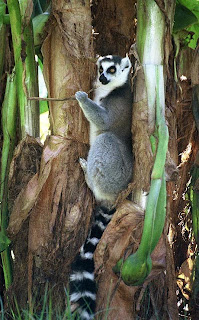 Avahi Woolly Lemurs - WEBlogs21 Education: One New Idea Every Day