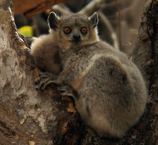 Avahi Woolly Lemurs - WEBlogs21 Education: One New Idea Every Day