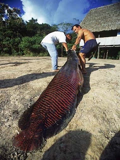 Biocomercio: El Paiche