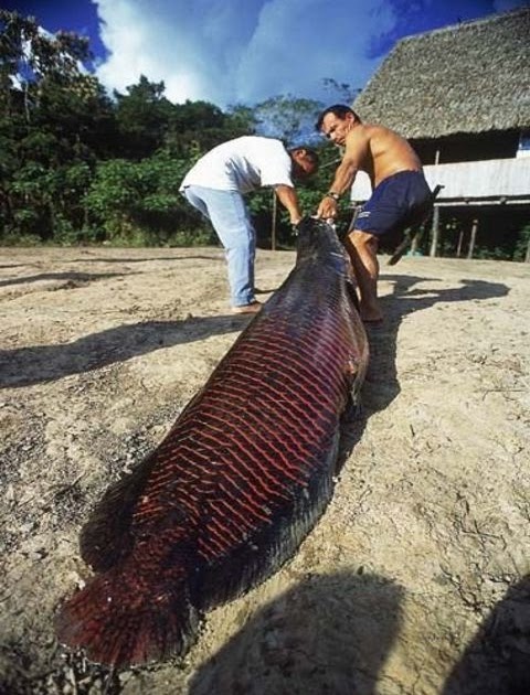 Biocomercio: El Paiche