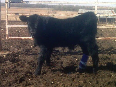 Kids, Cows and Grass: A purple cast for a calf's broken leg