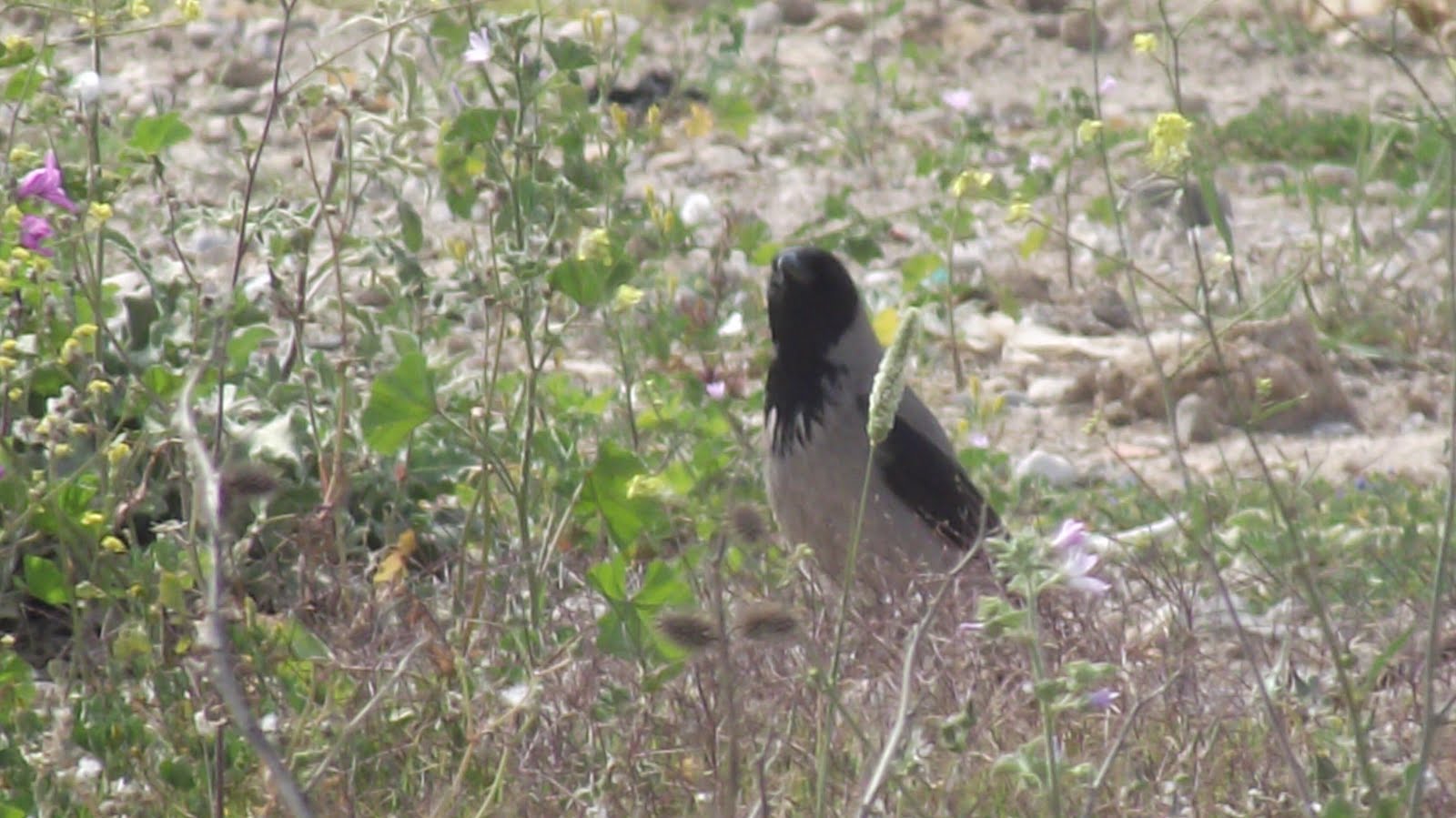 MIDLANDS BIRDER: TURKEY!!!!!!!