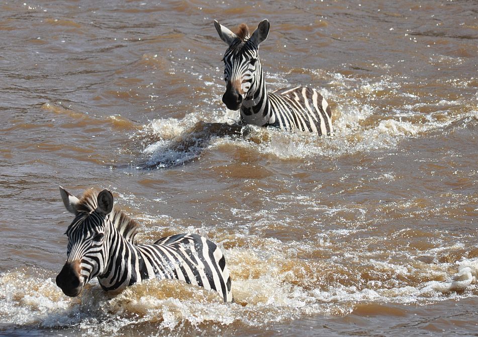 Elsen Karstad's 'Pic-A-Day Kenya': Mara River Crossing- 2010 Mara Migration