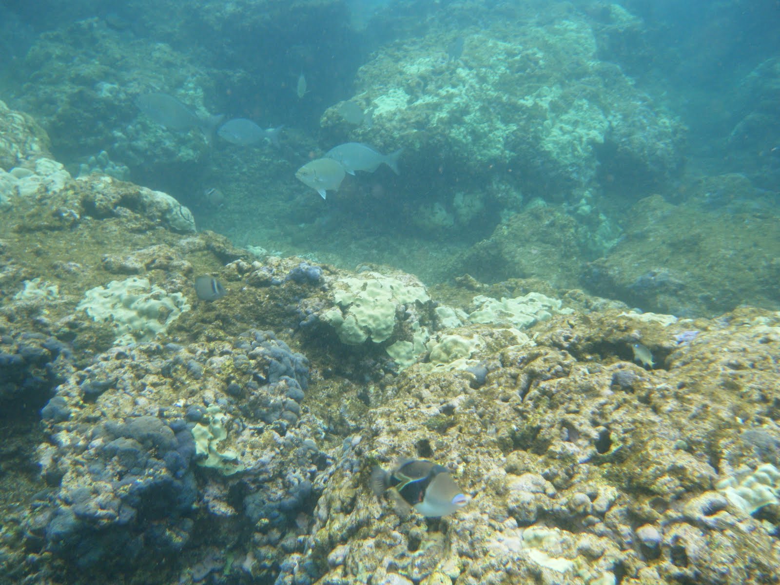 lovely things.: under the sea.