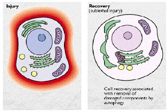 Adaptasi Sel Terhadap Cedera - Abhique