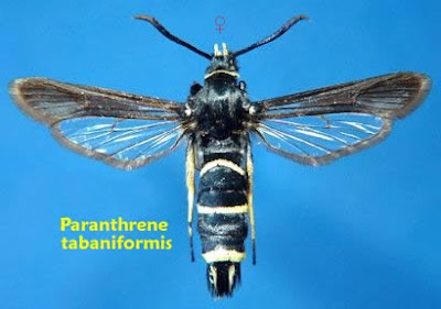 Mis curiosidades: Paranthrene Tabaniformis, perforador