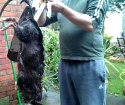 Giant (Sumatran?) Rats Invade England – Greyhawk Grognard