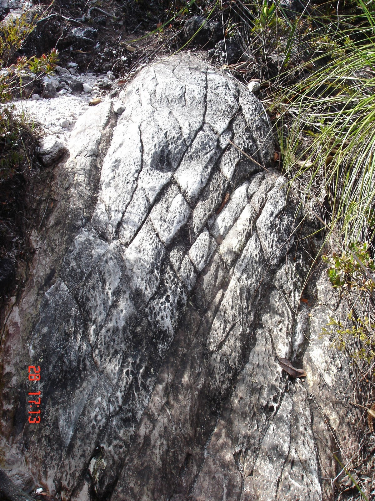 Tropical Rainforest Malaysia Indonesia Outdoors Adventure Skill Guide ...