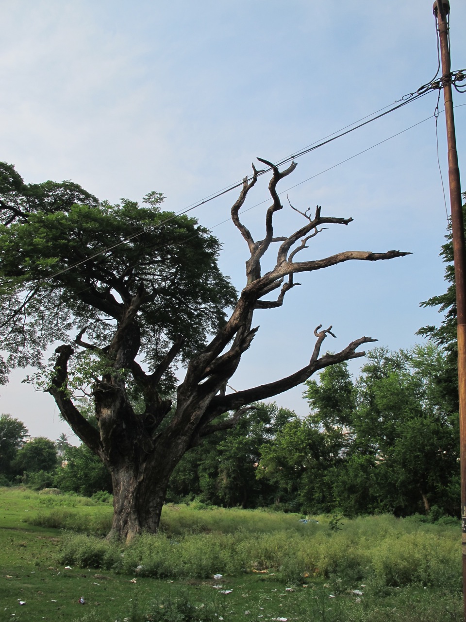 of this and that: Most In-tree-guing