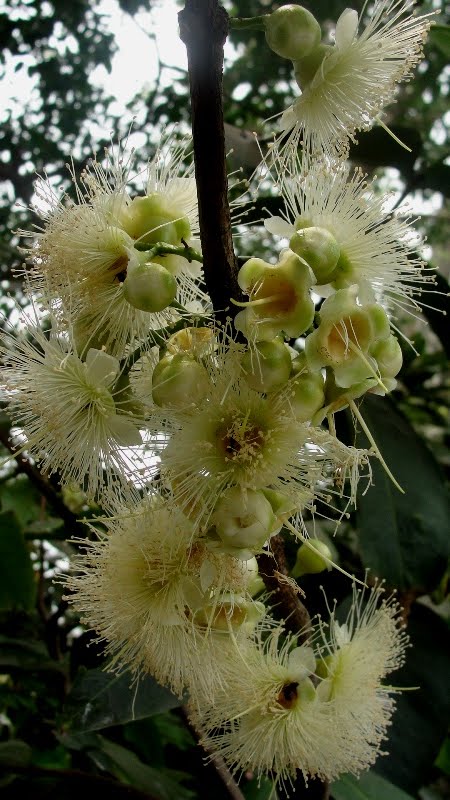 Natueco city farming: Fruits on terrace