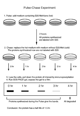 Molecules and Cells Discussion blog