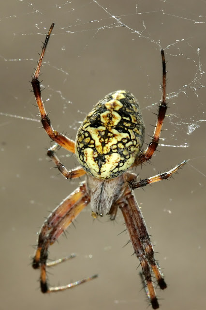 Nature's Archive Blog: Orb Weaver Spiders