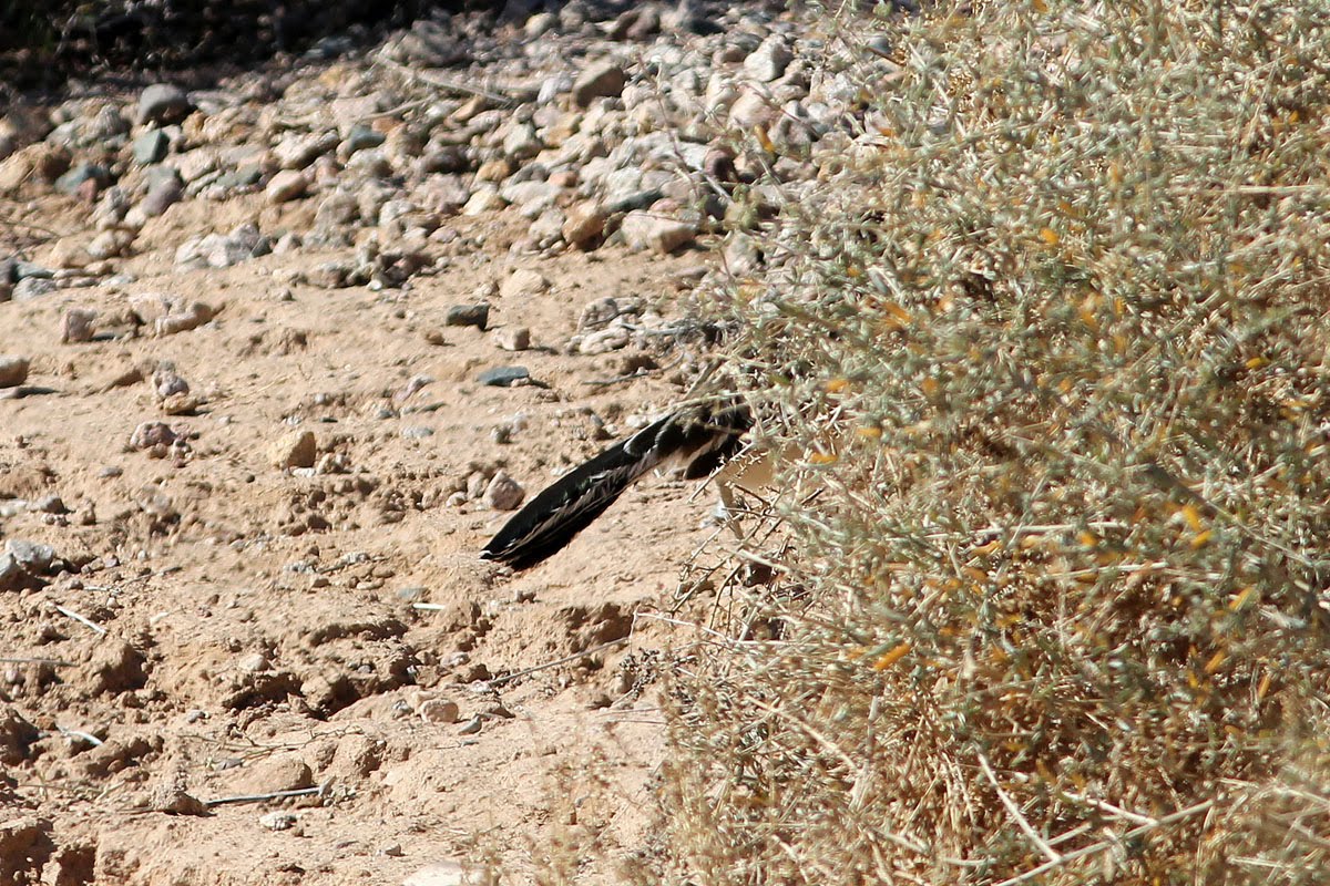 Nature's Archive Blog: Greater Roadrunner