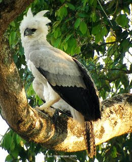 Biodiversity of Peru: AGUILA ARPIA